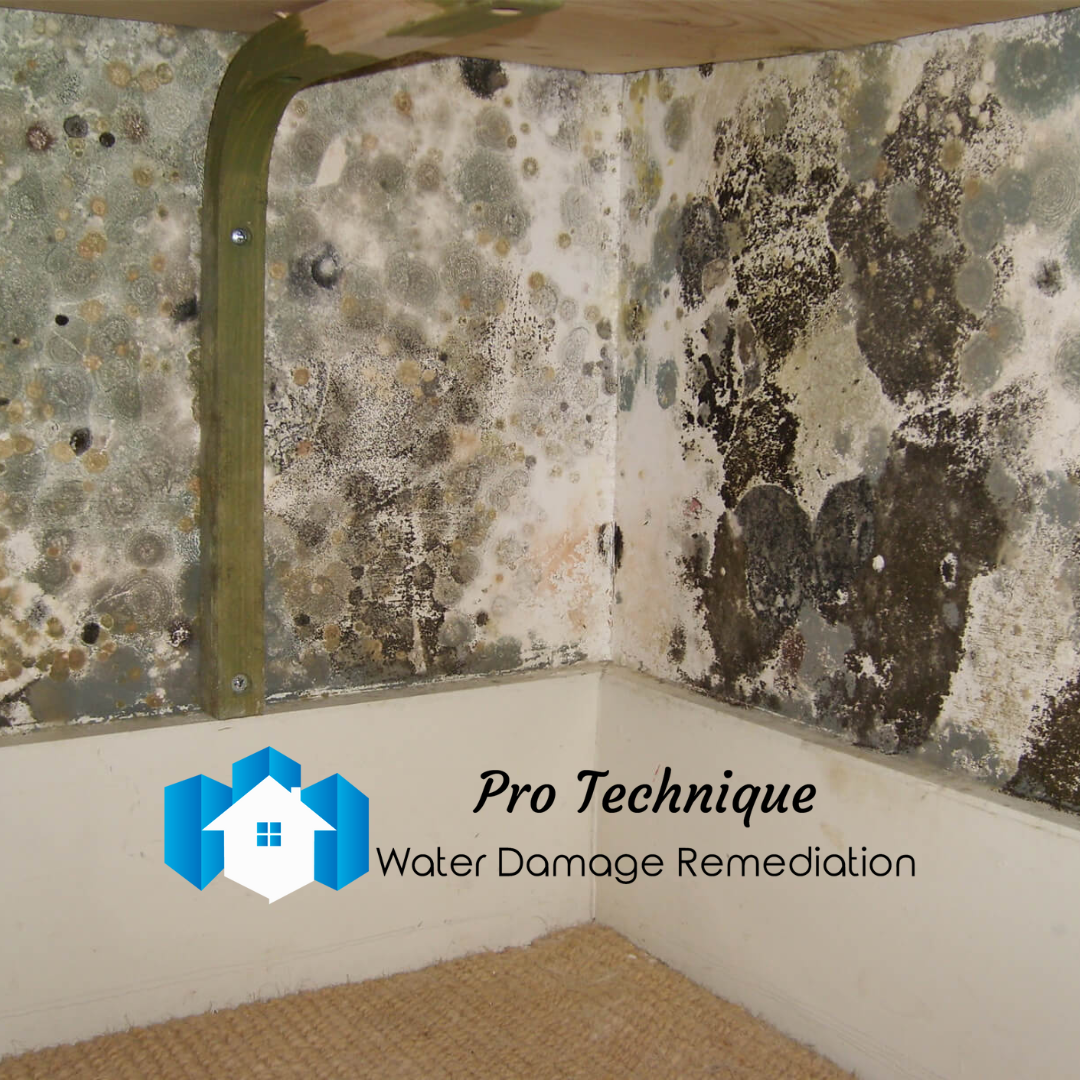 DIY vs. Professional Mold Removal: Which is Right for You? | by Pro ...