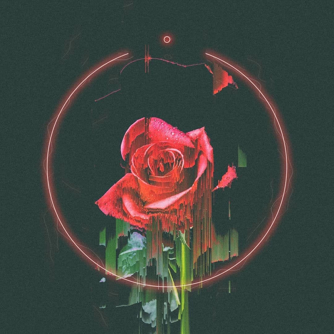 The Sonnet of The Rose. A Shakespearean Sonnet, Pentameter | by Isaac ...