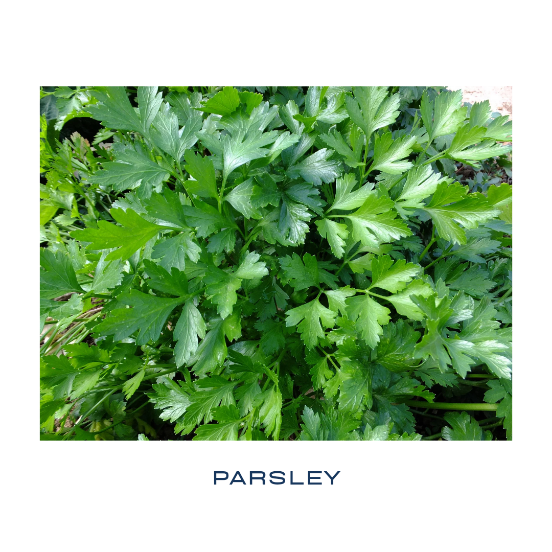 COOKING WITH PARSLEY. More Than a Garnish | by Vibrant V-tips | Nov ...