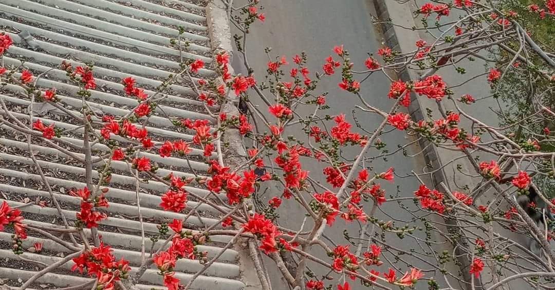 Poetry x : 1 - Faya Qureshi - Medium