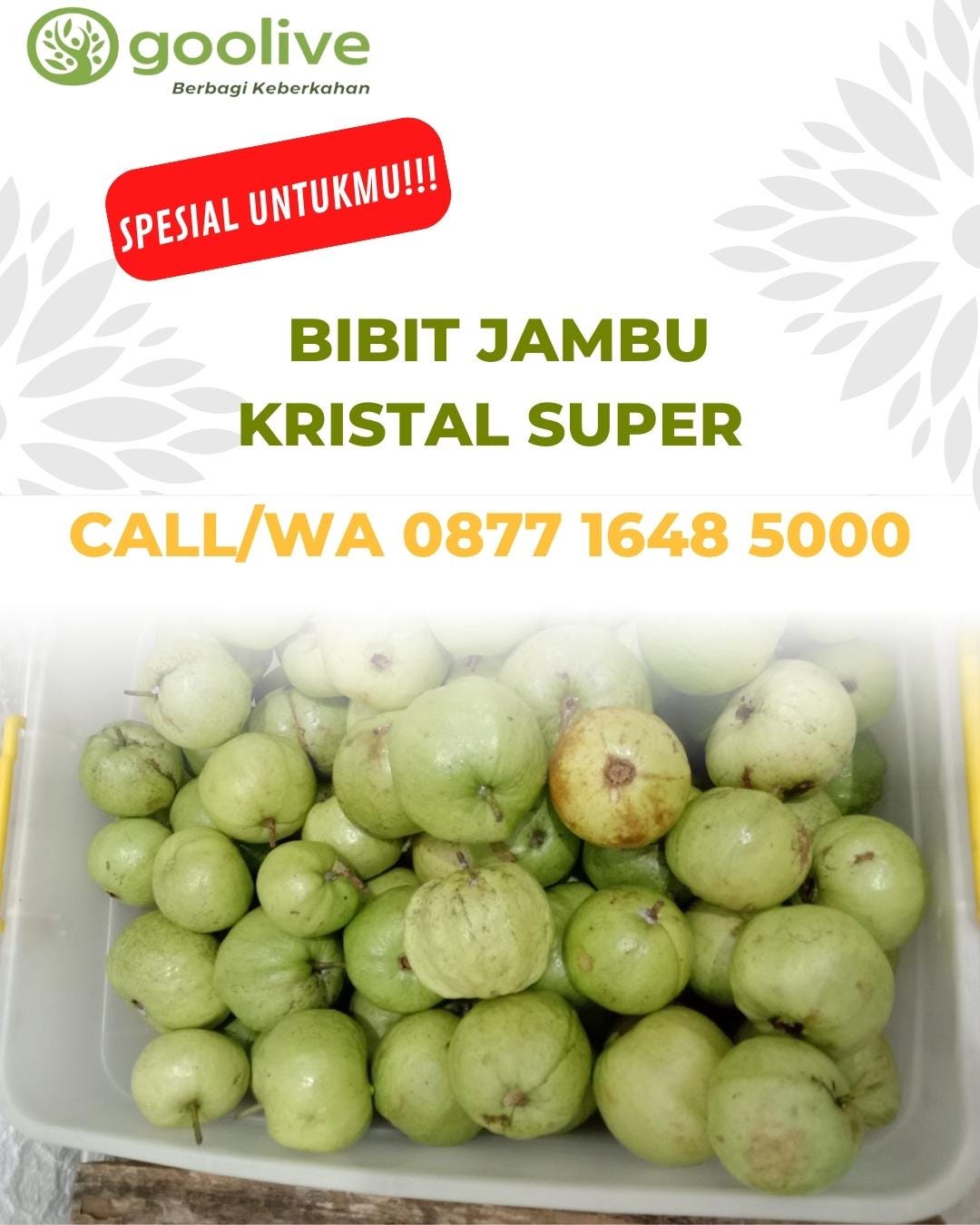 Stock Terbatas, Call 085903778000, Biji Jambu Kristal Sudah Berbuah ...