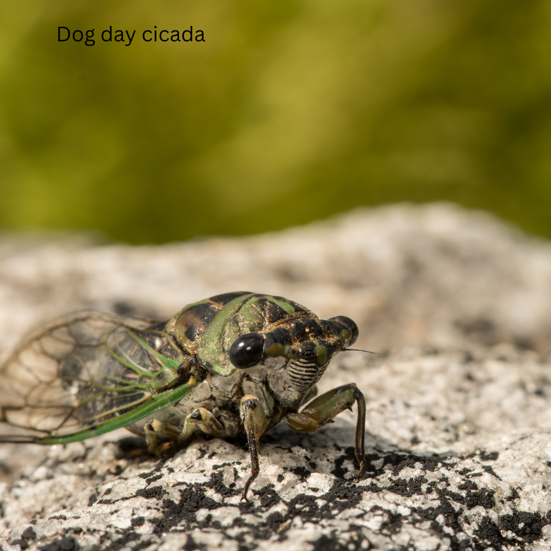 Dog-Day Cicada - Insect Fact Center - Medium