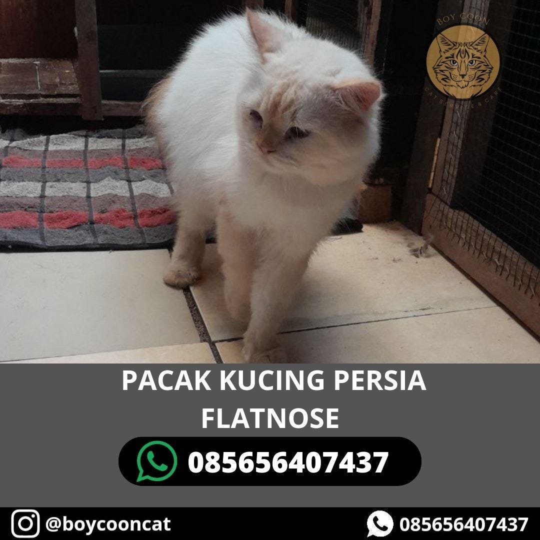Kucing Persia Flat Nose