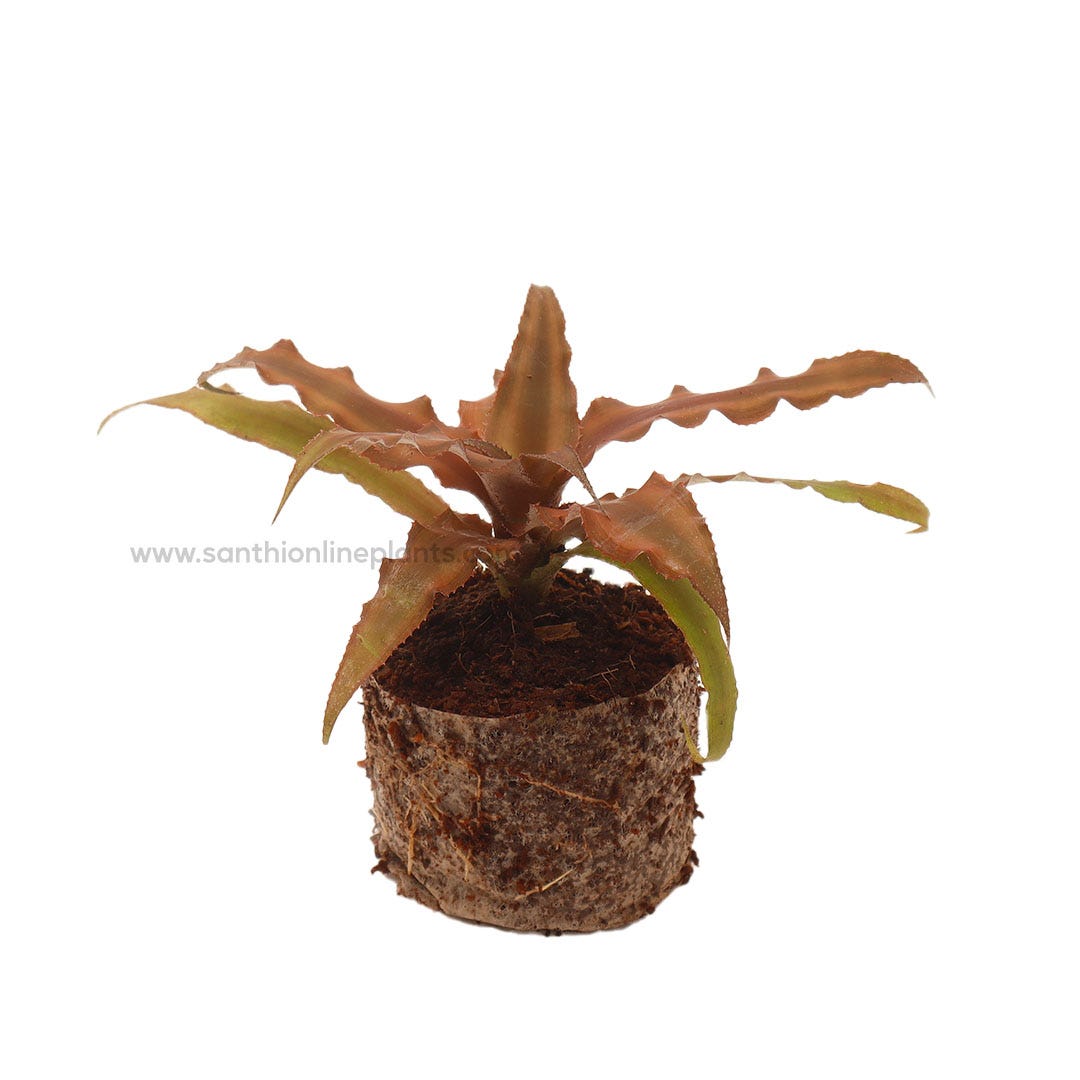 Cryptanthus Pink. Buy the Cryptanthus pink plant from… | by ...