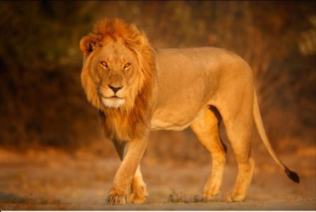 lion a patient king. Lion is a animal which is called the… | by Aarshan ...