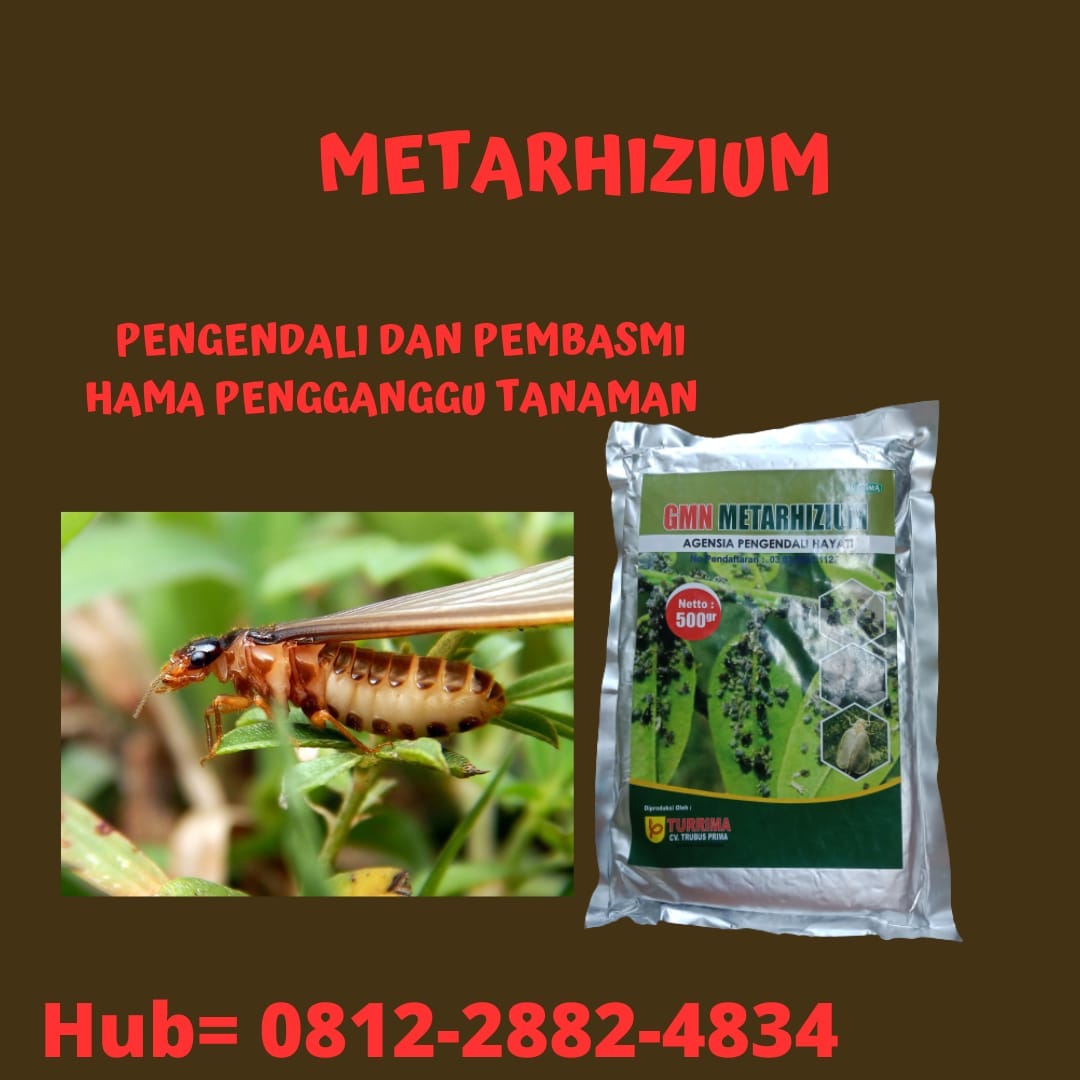 TERLARIS! 0812–2882–4834 Suplier Metarhizium Anisopliae Pesisir Selatan ... TERLARIS! 0812–2882–4834 Suplier Metarhizium Anisopliae Pesisir Selatan ...