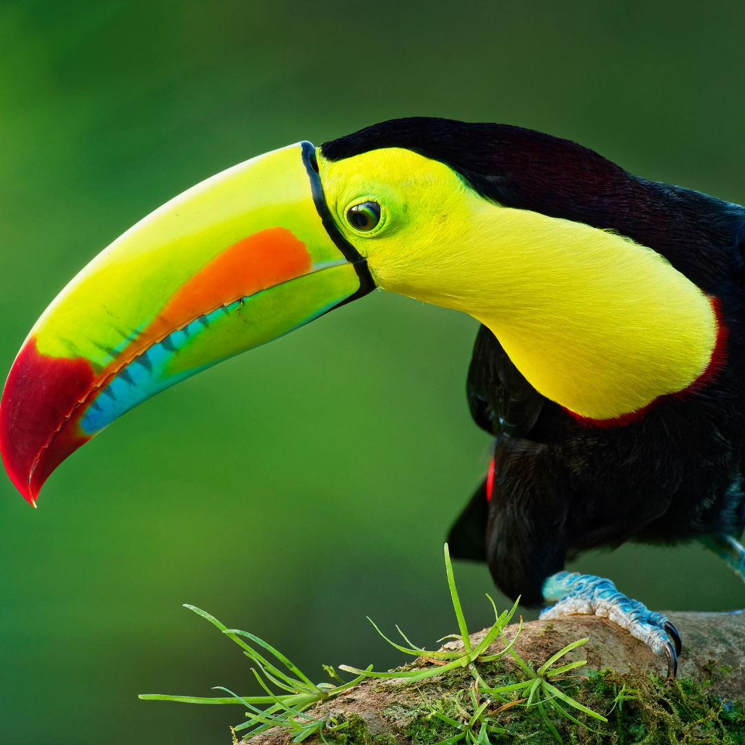 The Wise Toucan. A modern-day parable | by Nancy Stephan | The ...