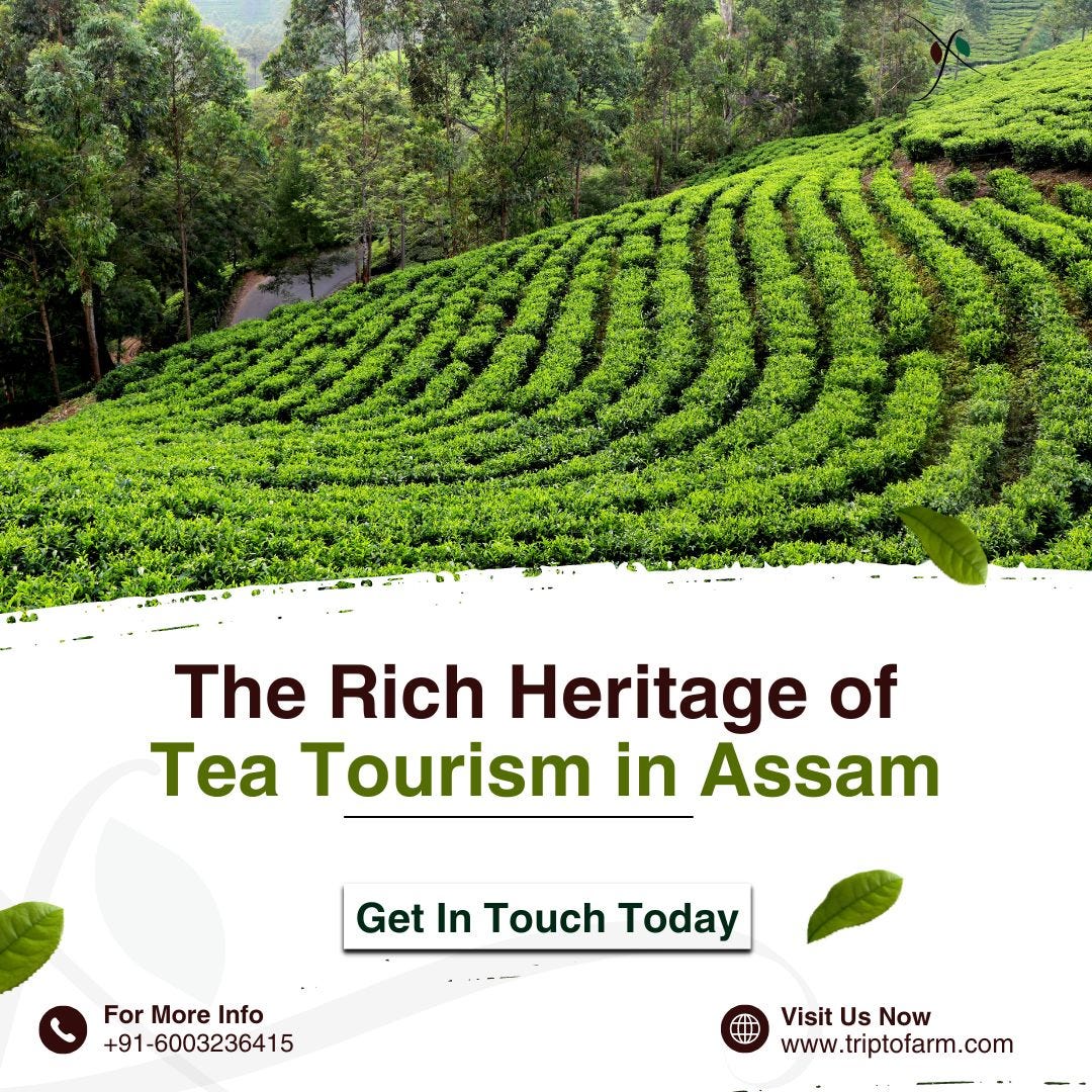 Exploring The Rich Heritage of Tea Tourism in Assam | by Trip to Farm ...