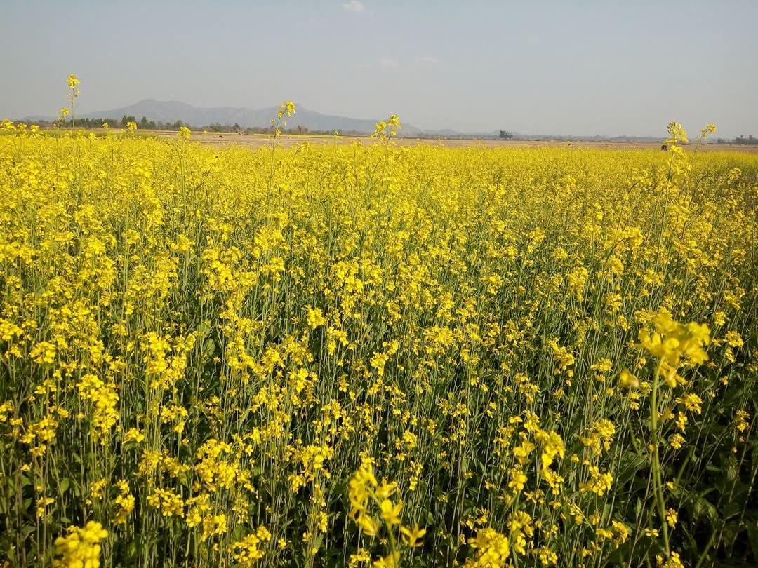 Waltz Of The Mustard Fields. Dancing With The Golden Grace | by Diana ...