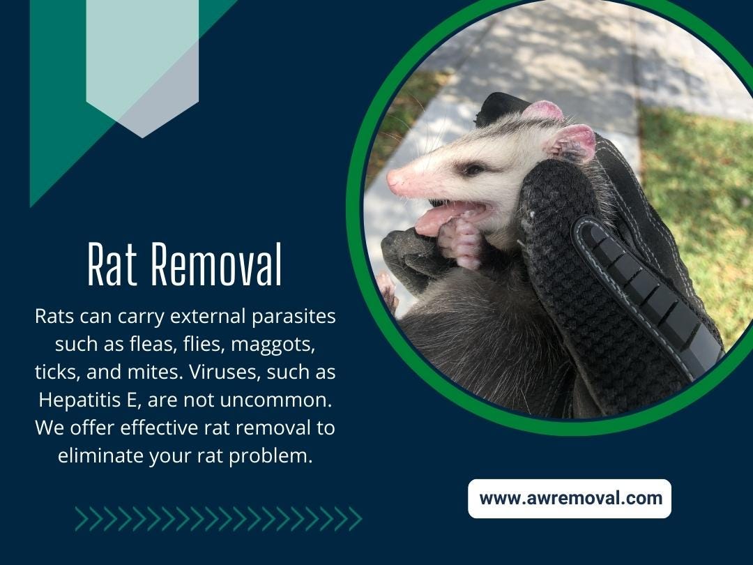 Rat Removal. Know The Effect Of Rat And Raccoon… | by Affordable ...