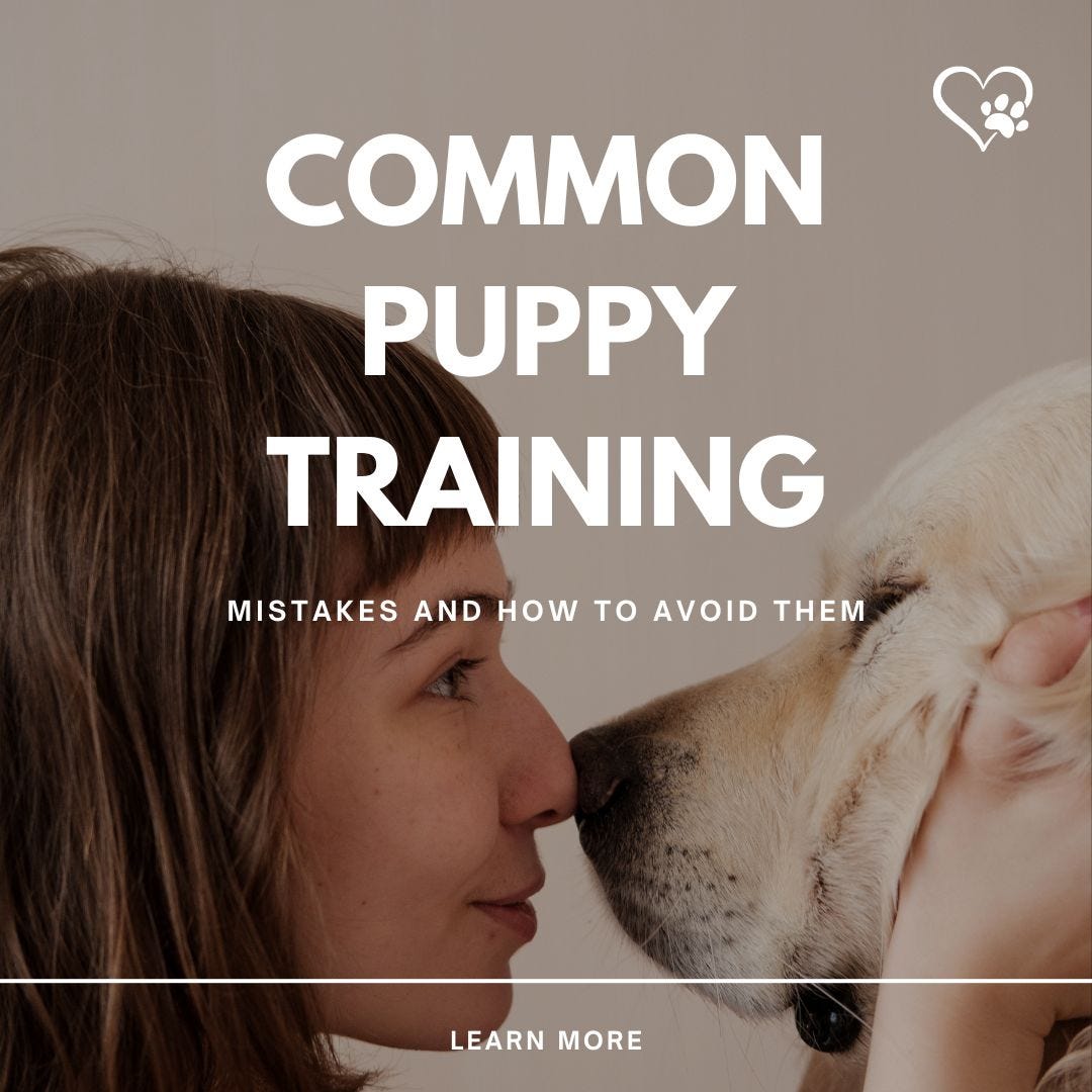 Common Puppy Training Mistakes and How to Avoid Them | Medium