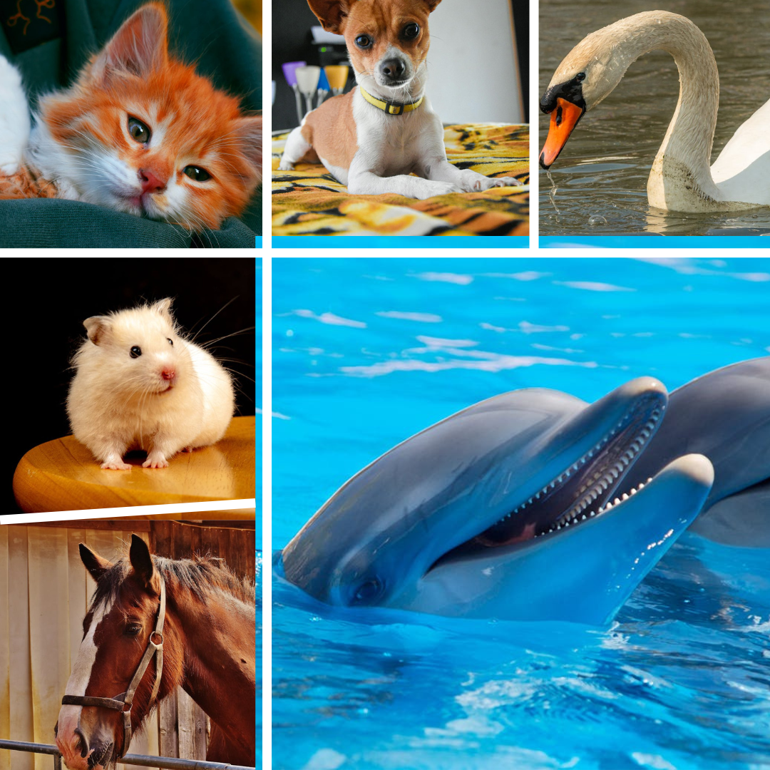 10 most friendly animals | Medium