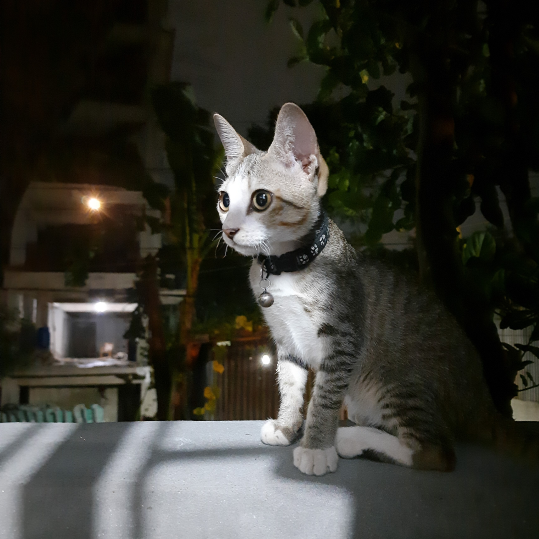Silver Tabby Cat Outside
