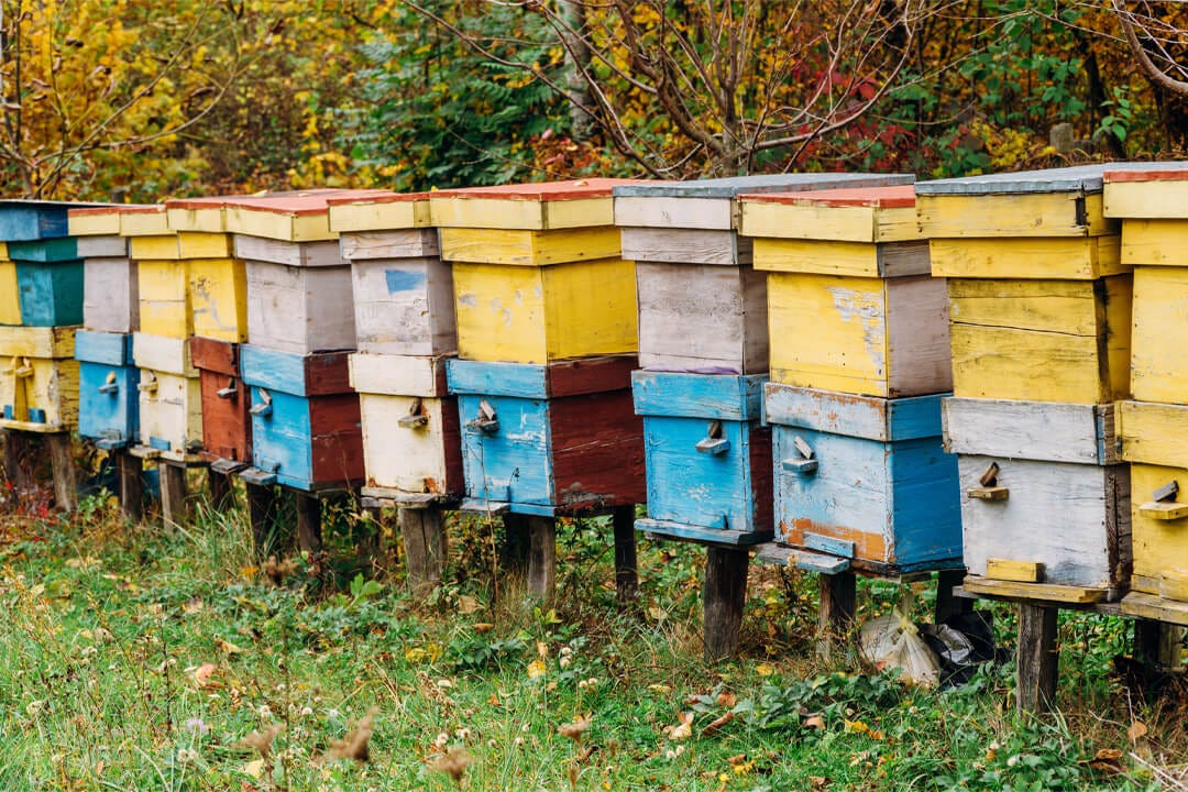 Types of Beehives: How to Choose the Correct One - I Love Beekeeping ...