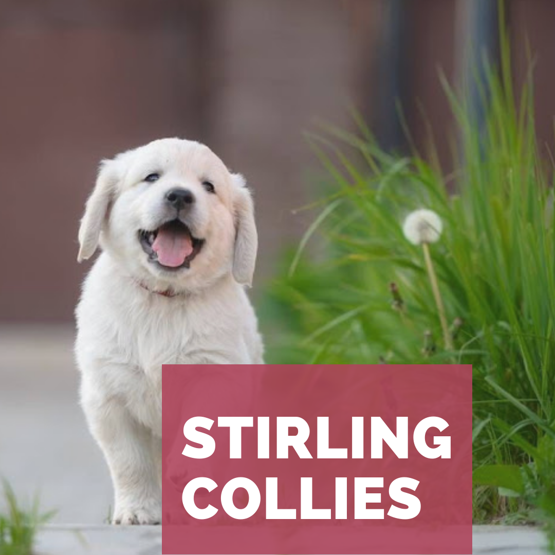 Stirling Collies — Find The Best Collie For Your Home | by Stirling ...
