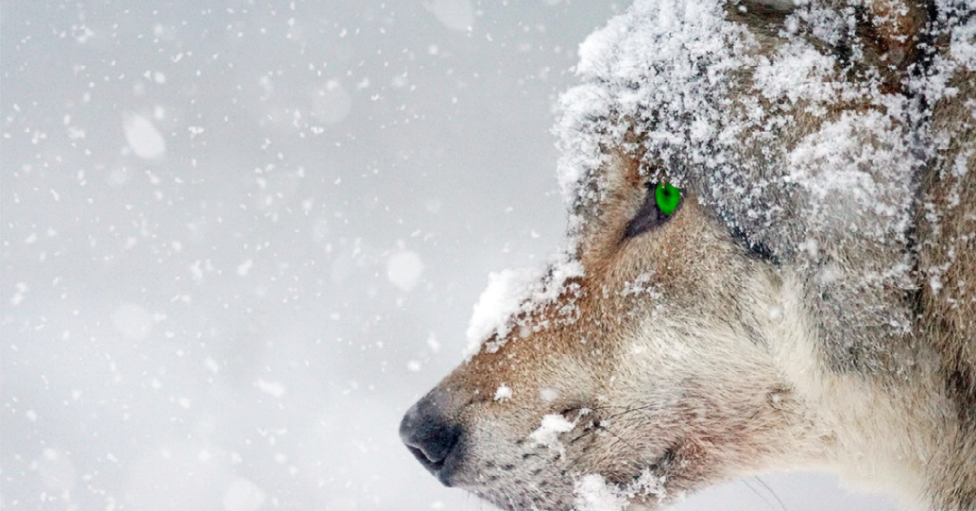 A Tale of Hope and Despair. The idea of each of us having a Wolf of ...