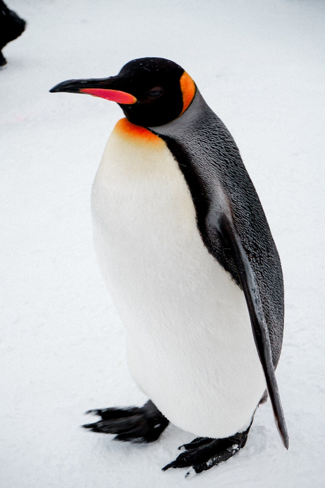 Seaborn Penguins Classification : How to Identify Species Penguin? (Using Python) | by Adrian ...