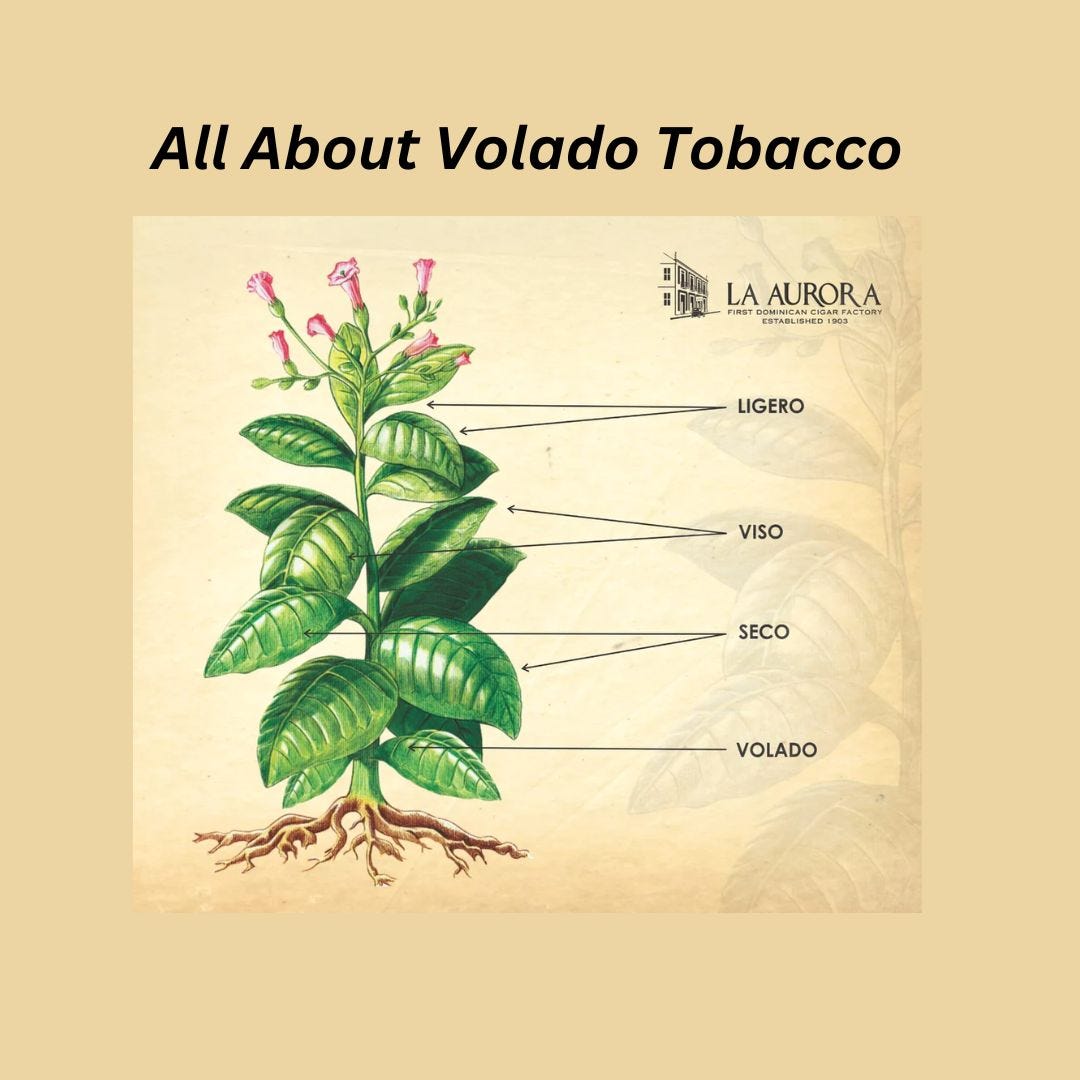 All About Volado Tobacco — Smoke Master Cigars | by Buy Premium Cigar ...