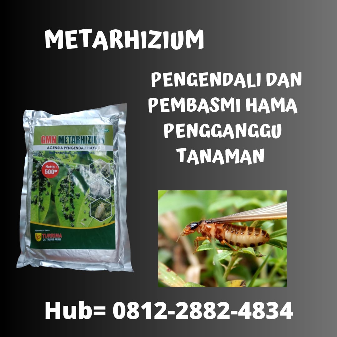 ALAMI! 0812–2882–4834 Jual Insektisida Hama Wereng Padang Pariaman ... ALAMI! 0812–2882–4834 Jual Insektisida Hama Wereng Padang Pariaman ...