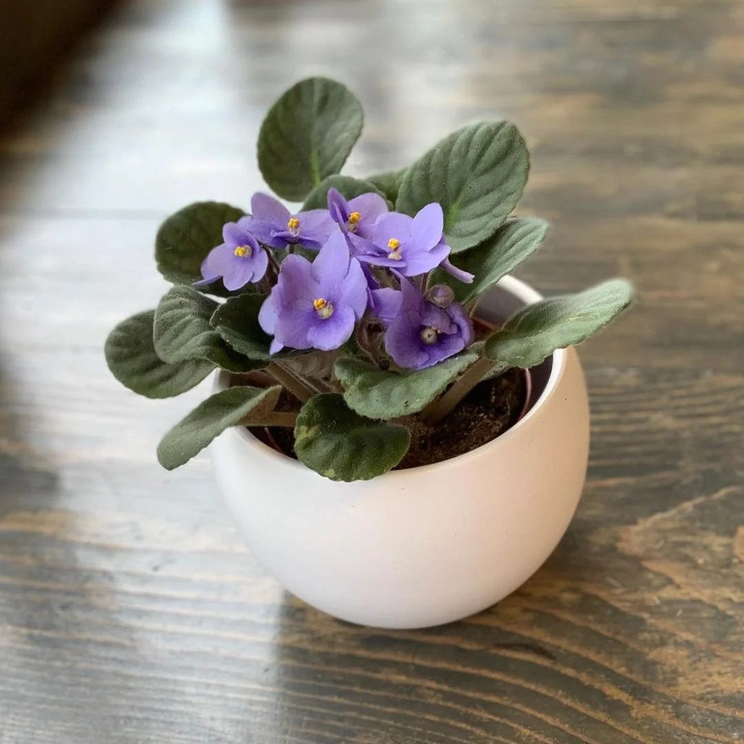 How to Grow and Care for African Violets: A Complete Guide | by Alen ...