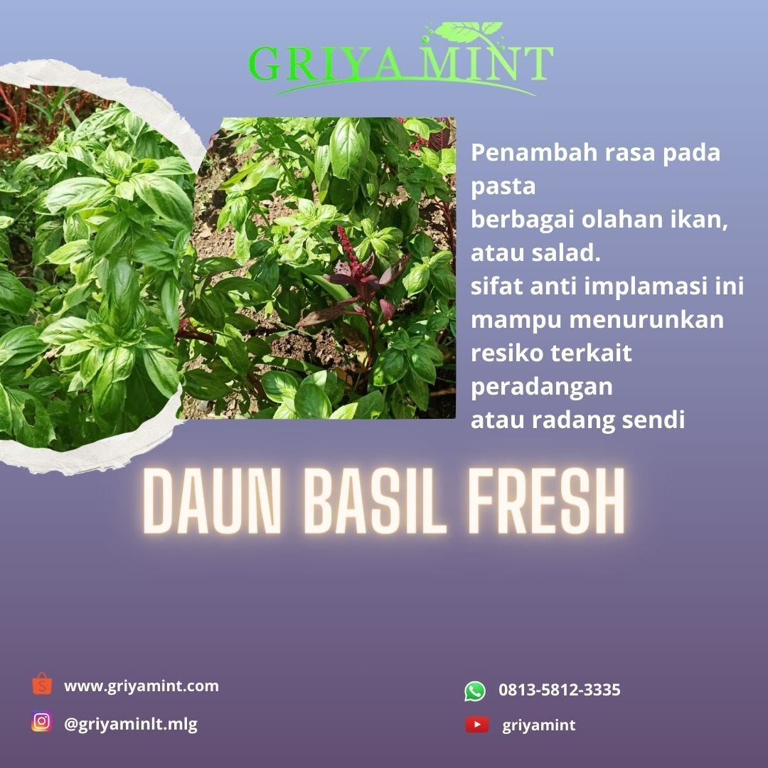 JUAL TANAMAN BASIL REMPAH” MURAH DAN BERKUALITAS INFO PEMESANAN 0813 ...