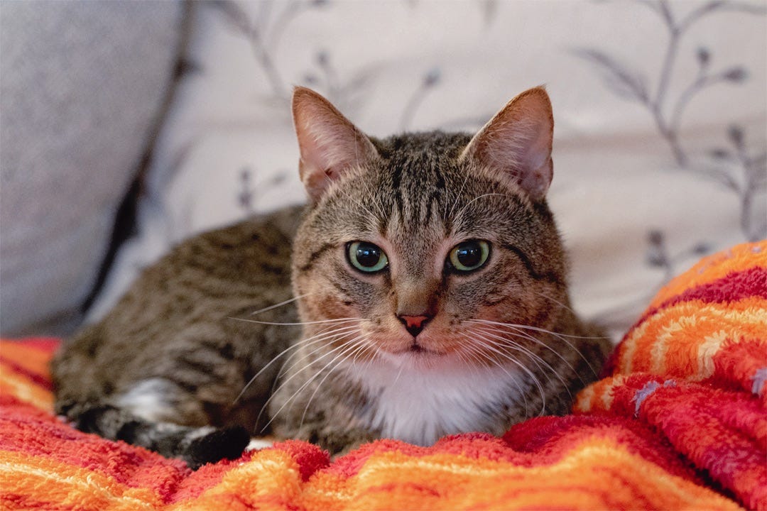 Introducing Our First Cat: Linkie | by Linkie | Feb, 2025 | Medium