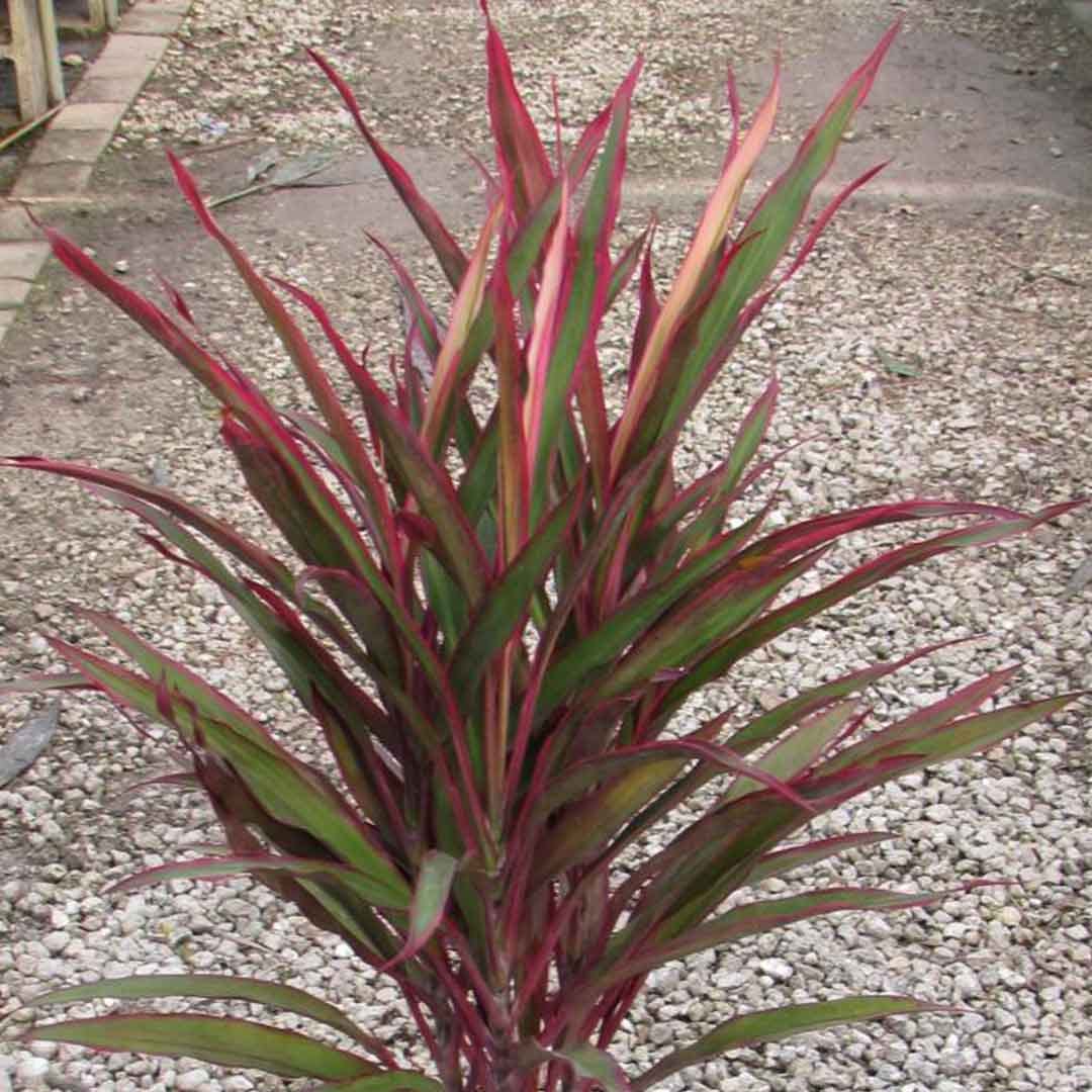 hybrid-ti-plant. Buy Hybrid Ti Plant from Santhi online… | by santhi ...