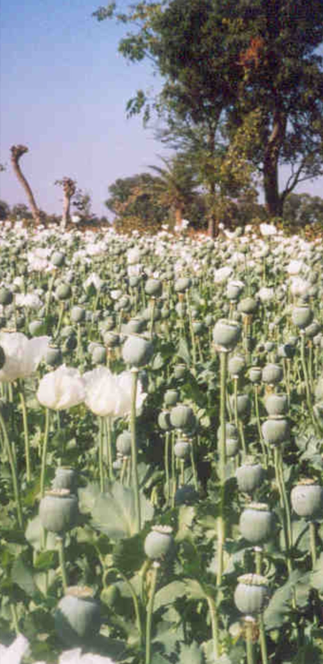 We land among the Poppy Fields. Where tears from pretty flowers provide ...