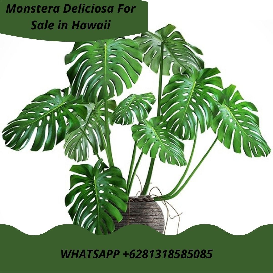 PRODUCER, WHATSAPP +62 81318585085 Monstera Deliciosa For Sale in ...