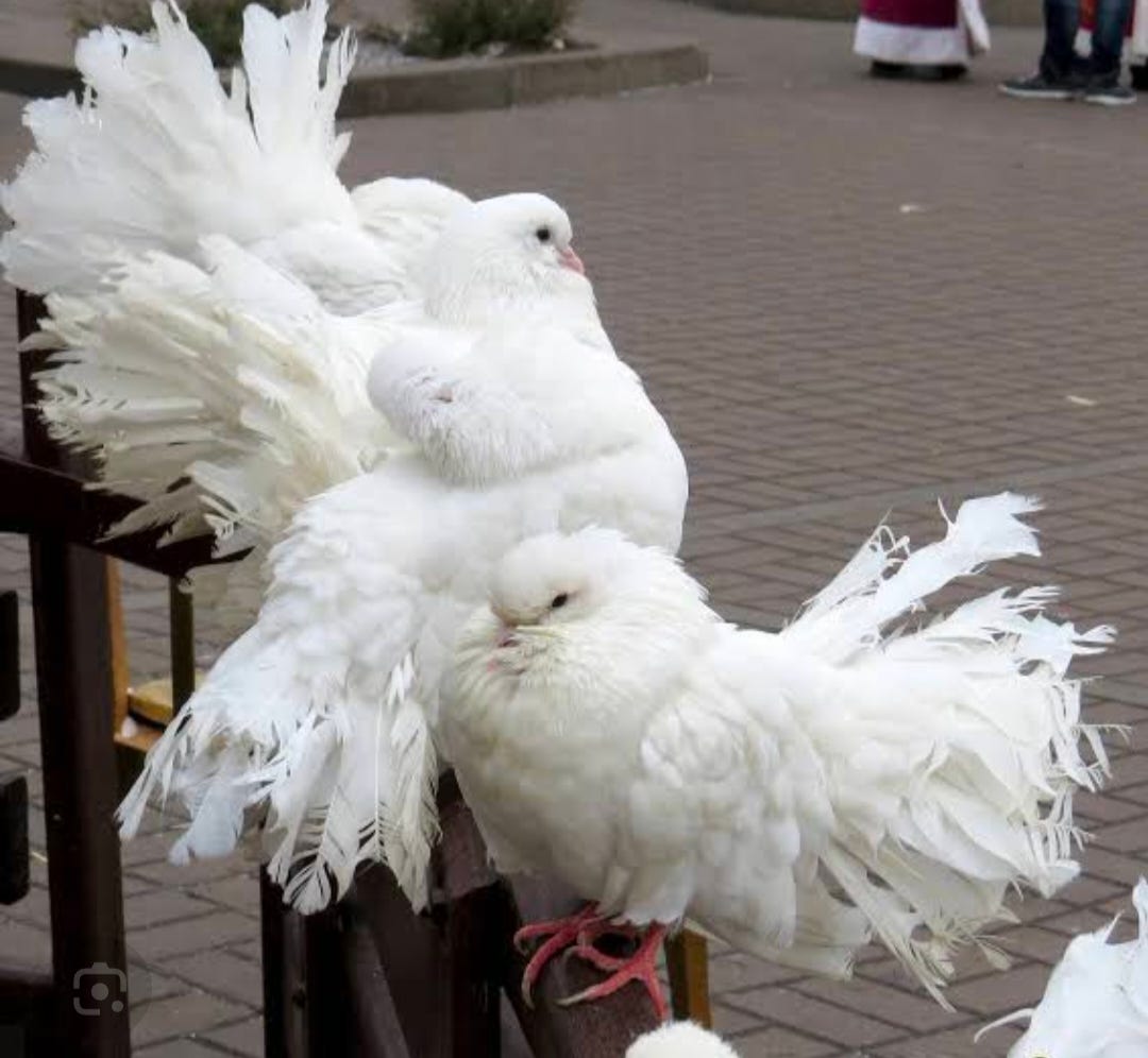 The Important Role of Birds in Our Life | by Alizeyshah | Oct, 2024 ...
