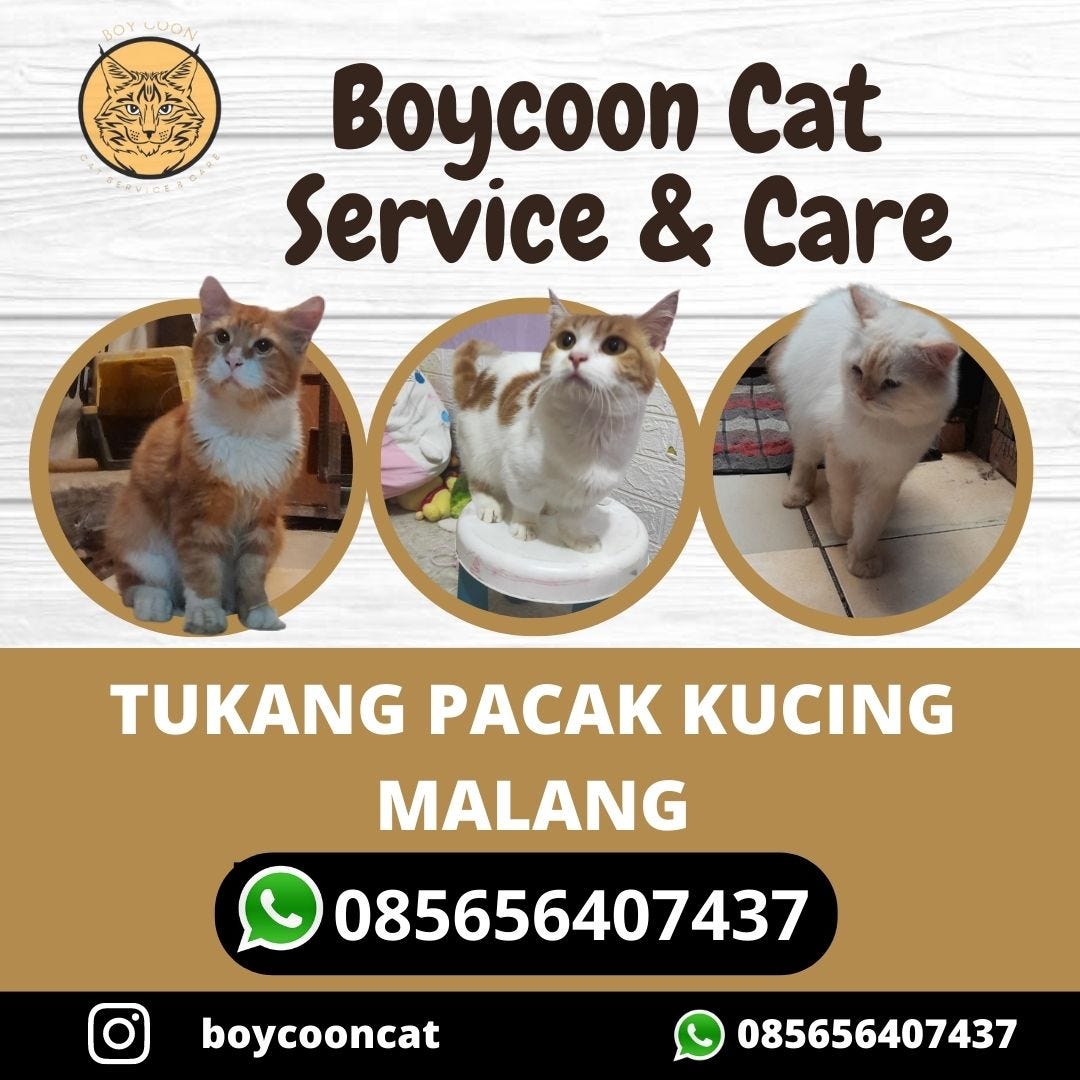 TUKANG PACAK KUCING MALANG - Pacakkucingmalang - Medium