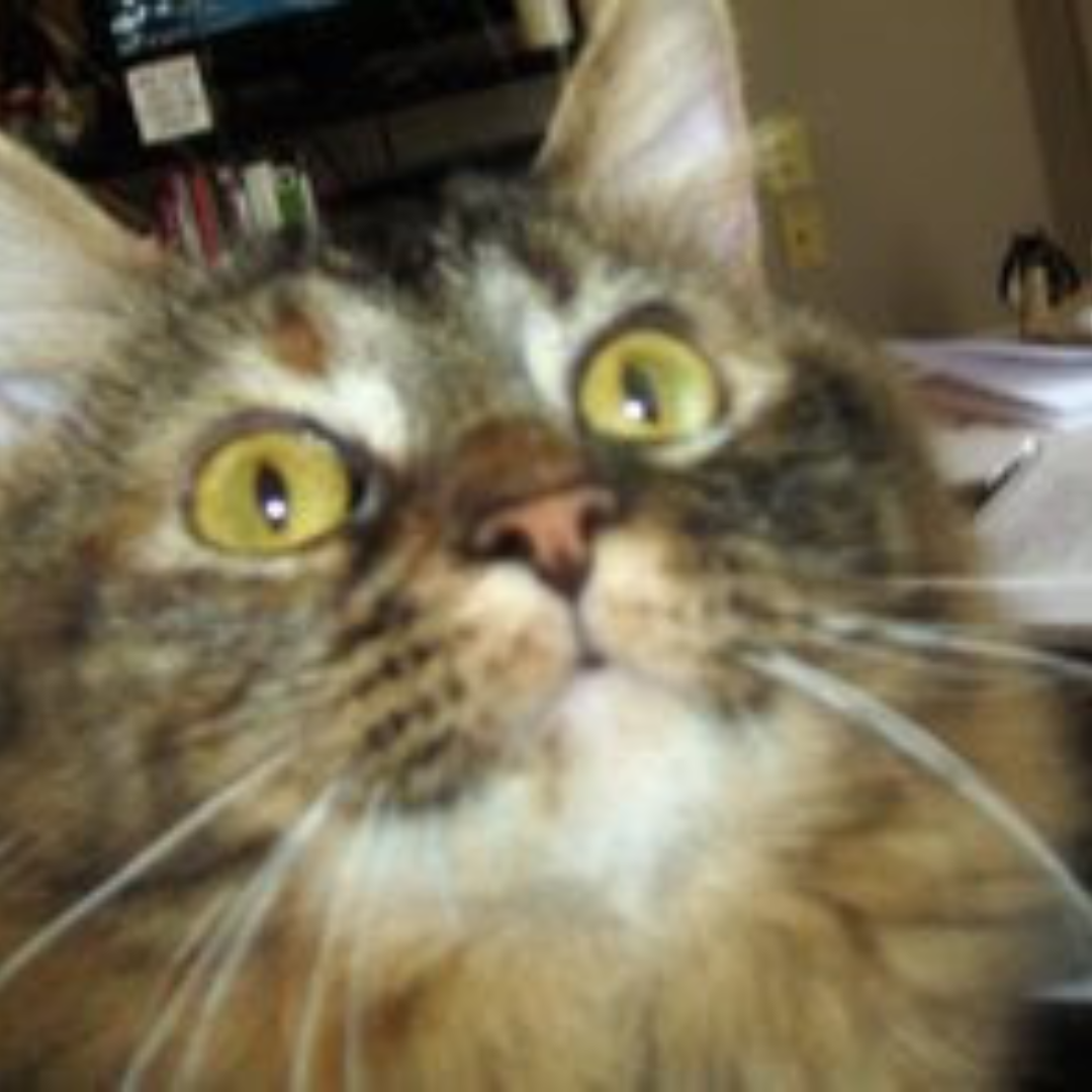Stare Cat Original