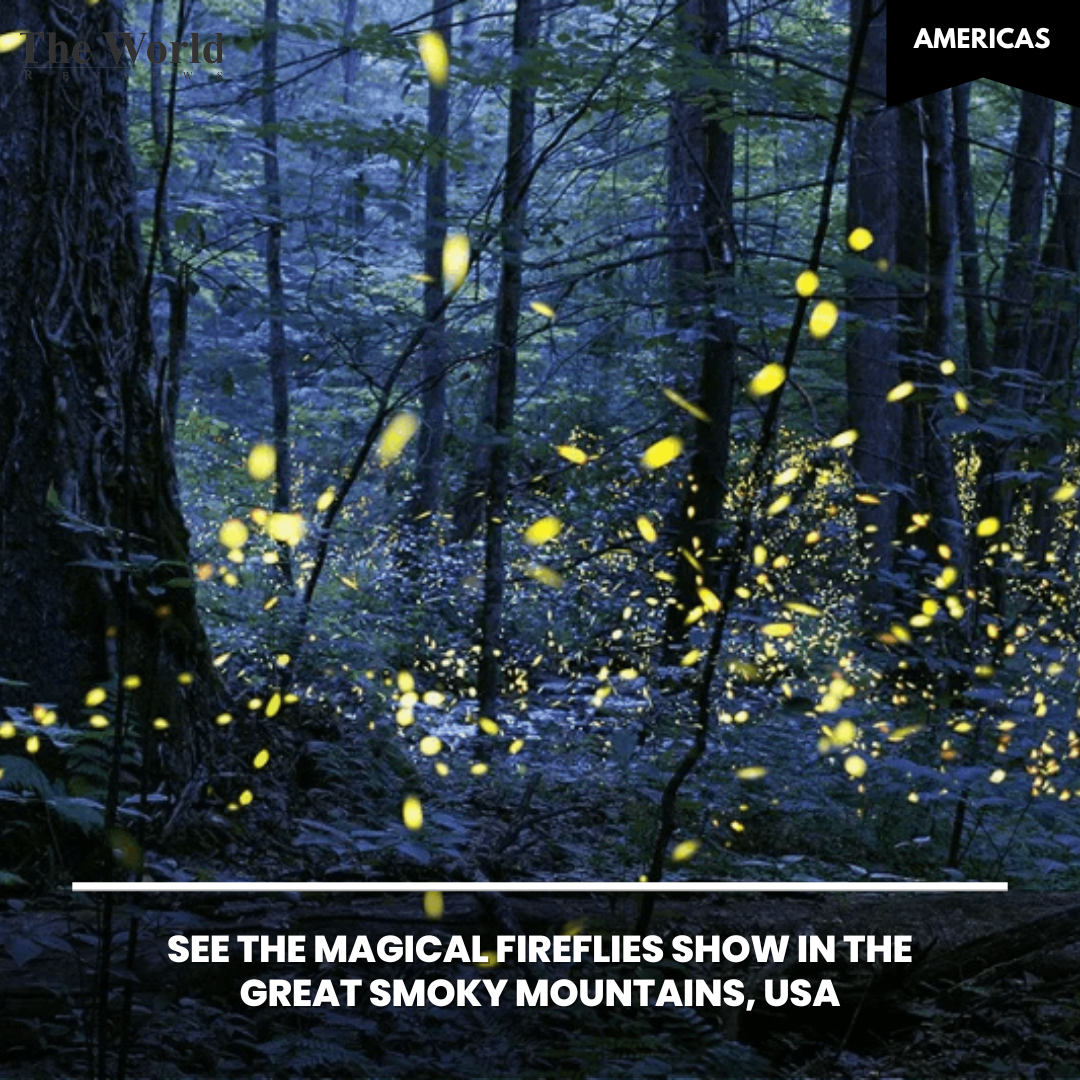 Fireflies Light Up the Great Smoky Mountains in a Mesmerizing Natural ...