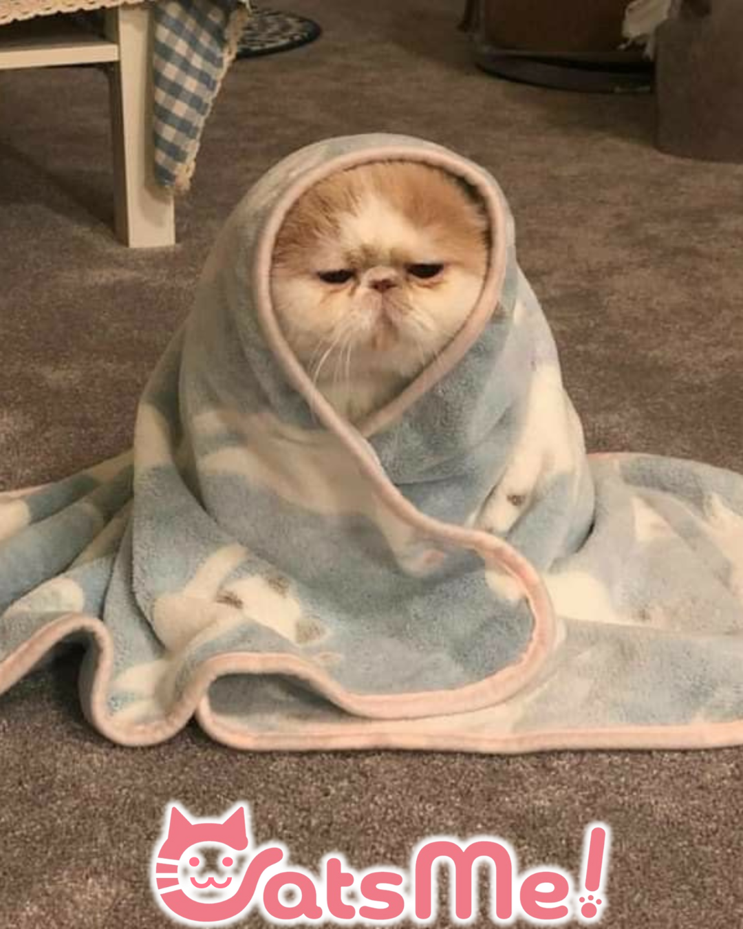 Winter vs Summer: What CatsMe Data Reveals About Feline Pain — and How ...