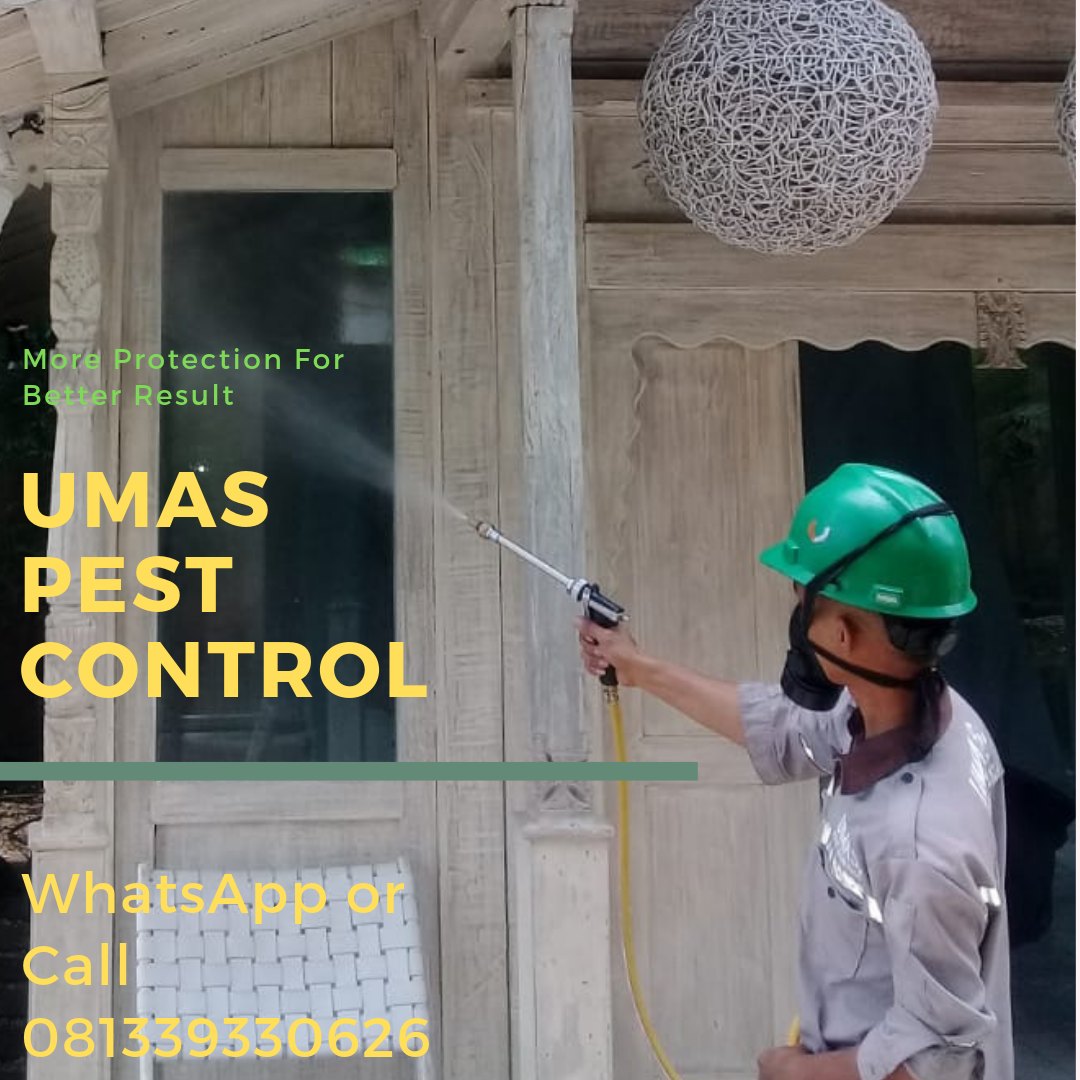jasa081339330626 The Best Pest Control Bali | by Elony Efrata | Medium