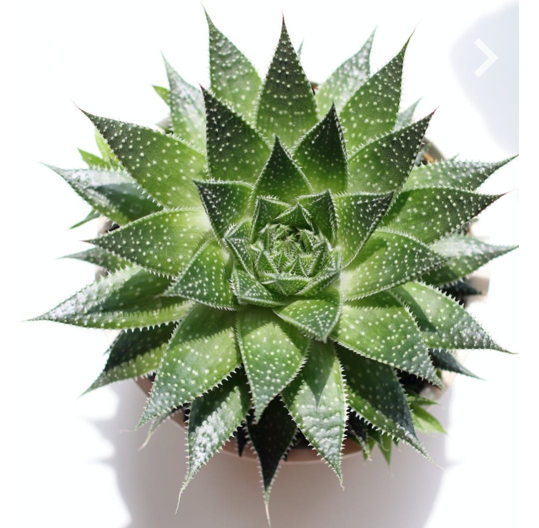 One Plant Can Change Your Skin Texture | by Afsanarayeen | Aug, 2023 ...