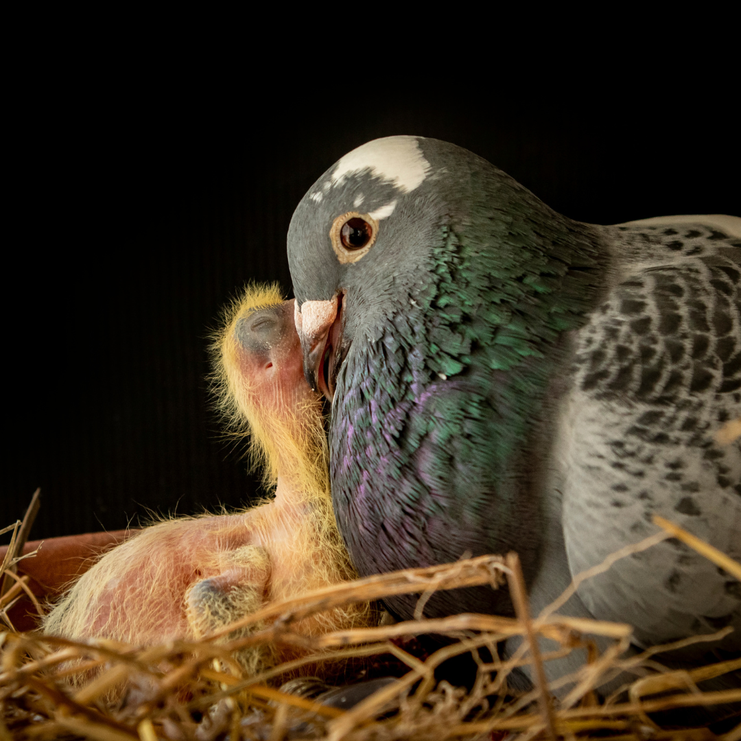 Grieving Over Vermin. Image from Canva.com | by Ellie Bee 🐝 | Jul, 2024 ...