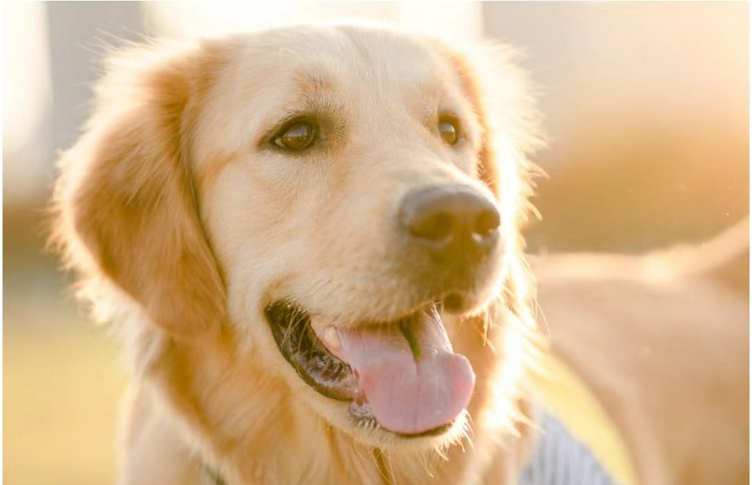 How Winter Weather Affects Our Furry Friends and Protect Our Pets | by Ricky Jefferson | Jan ...