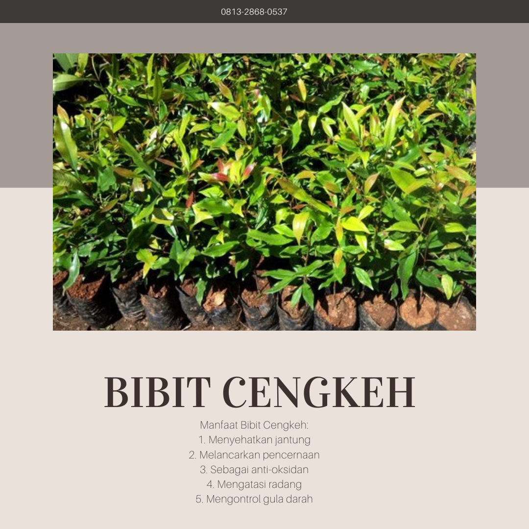 COD !!, CALL 0813–2868–0537, Bibit Cengkeh Bersertifikat sumbang ...