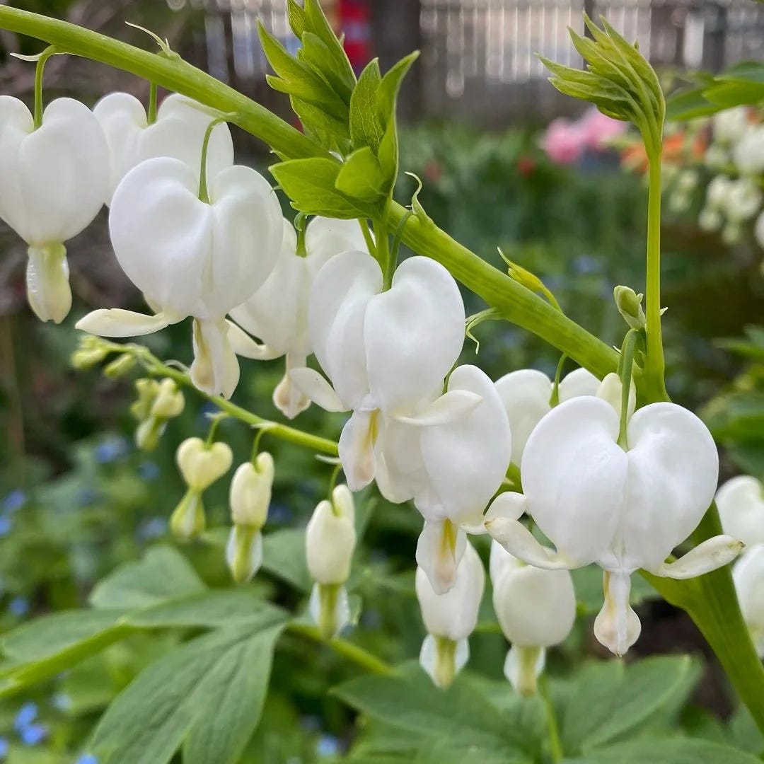Growing Bleeding Hearts: A Guide to Charming Garden Gems | by Alen ...