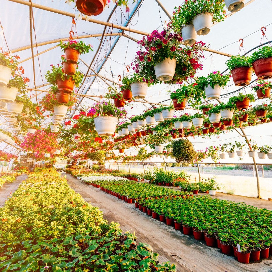 The World of Nursery Gardens: A Comprehensive Guide | by Shahid pervaiz ...