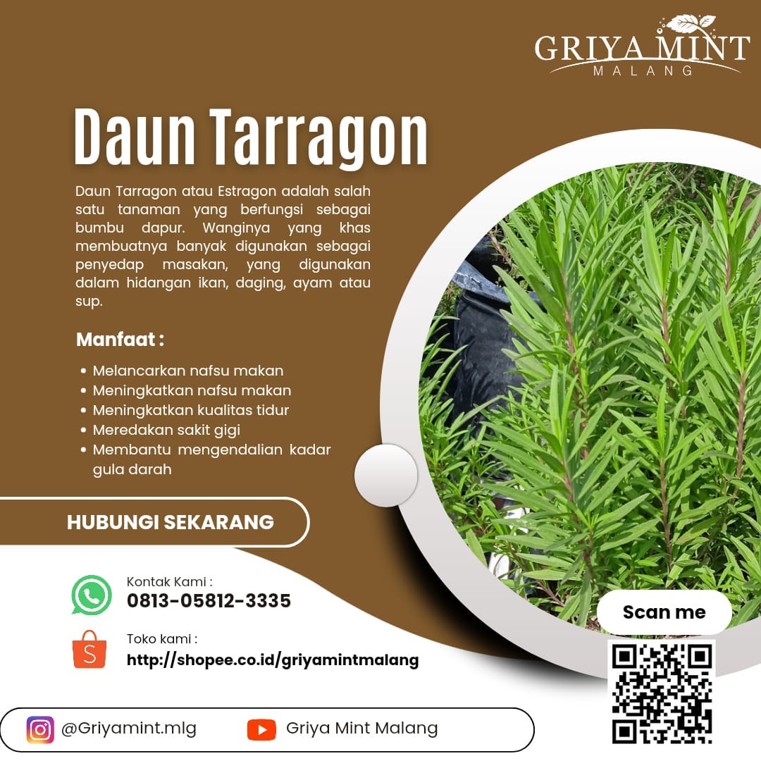 jual Daun Tarragon untuk Hidangan Spesial Anda, WA 0813–5812–3335 ...