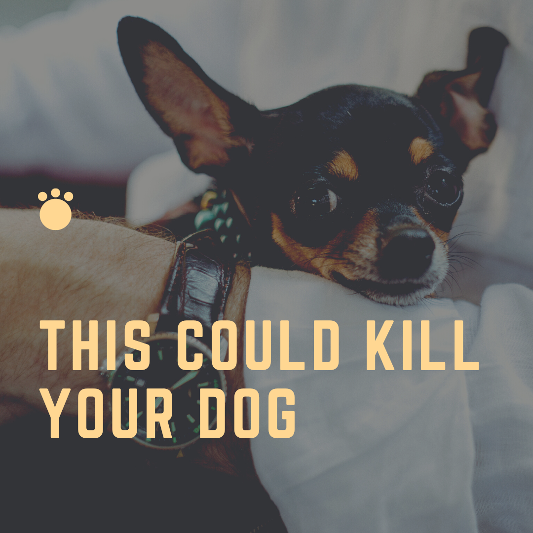 Common Household ingredient can Kill your Dog in an Hour | by ...