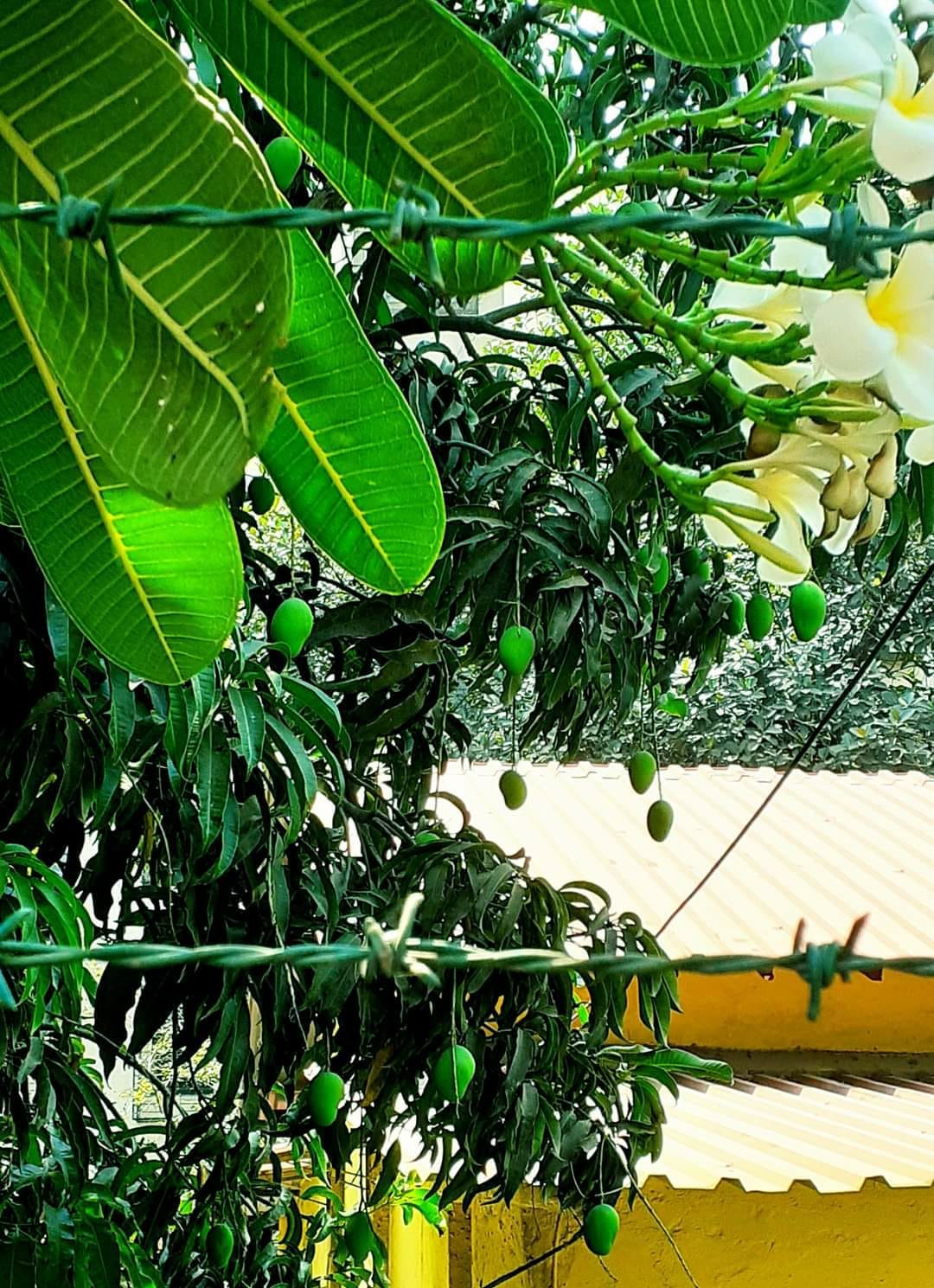 It’s Mango Season in India.. It is summer again. It is mango time in ...