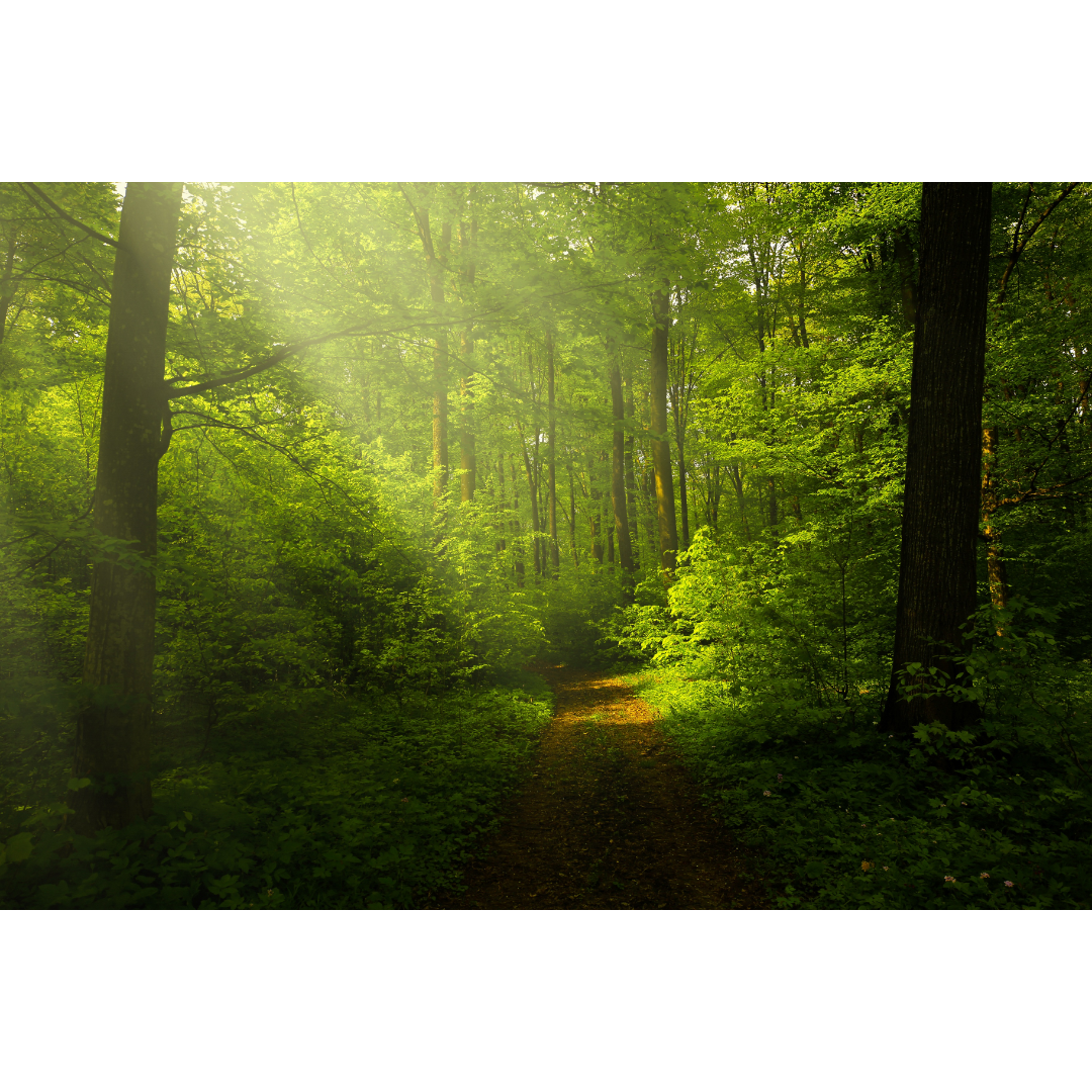 ILLUMINATE YOUR PATH: SHINING BRIGHT FOR YOUR HIGHEST GOOD | by Alyssa ...