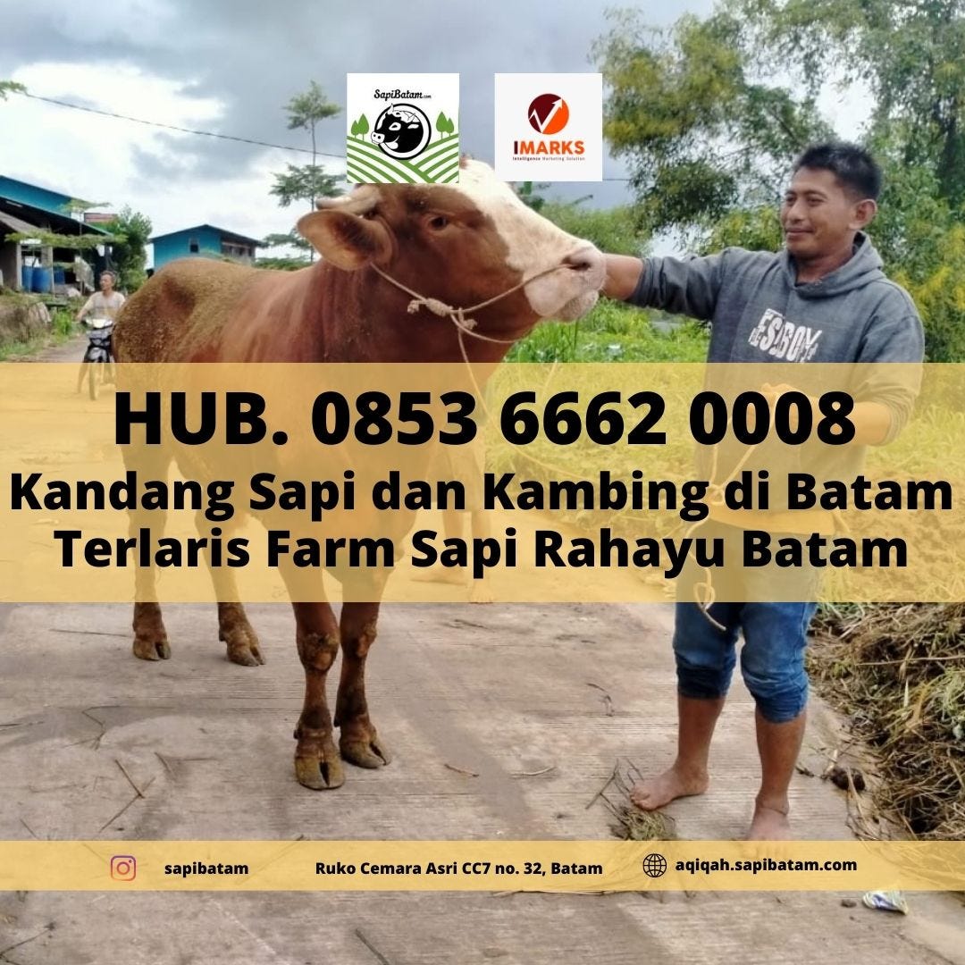 PETERNAKAN BATAM, Hub. 0853 6662 0008, Jual Sapi Kambing Qurban Aqiqah di Batam Sapi Rahayu ...