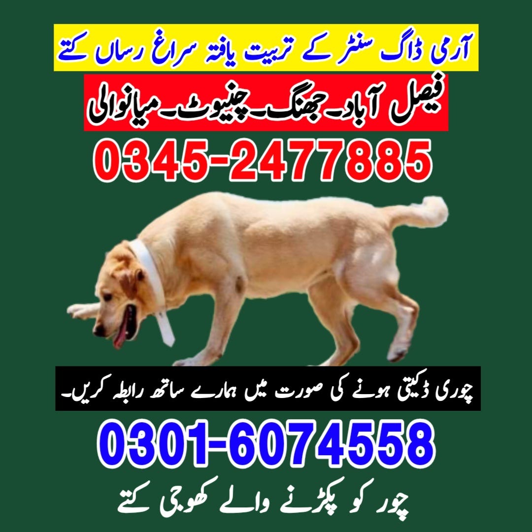 Army Dog Center Faisalabad 03452477885 - Army Dog Center Pakistan - Medium