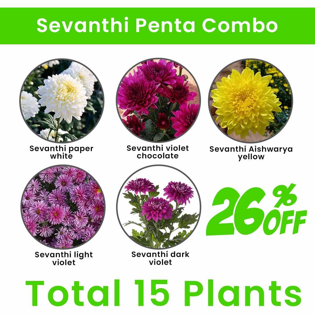 Sevanthi-Penta-combo - santhi santhi - Medium