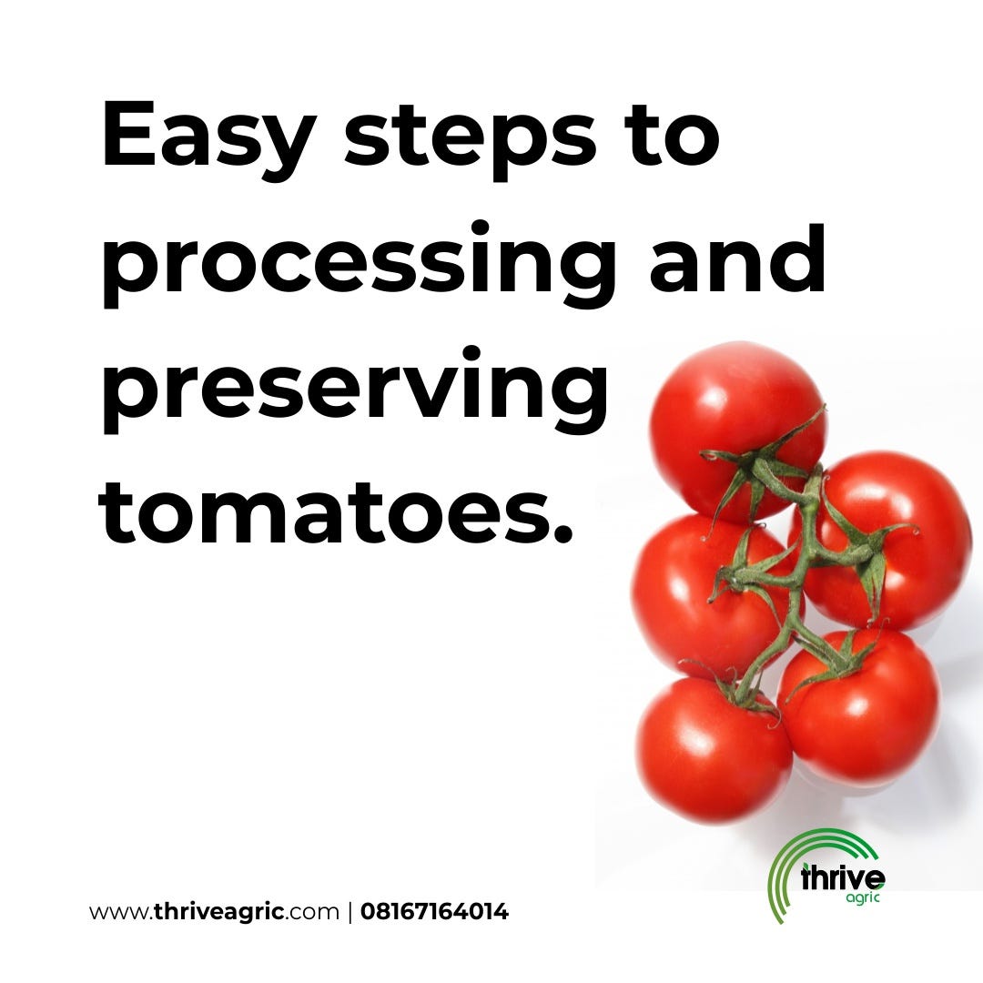 Easy steps to processing and preserving tomato | by ThriveAgric ...