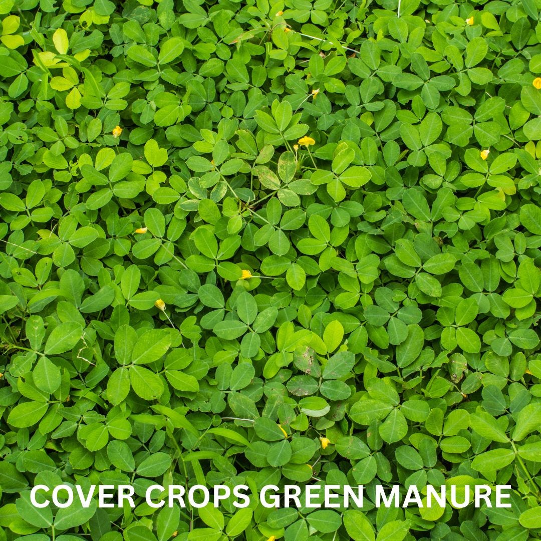 Boost Soil Health Fast with Cover Crops as Green Manure | by Val Garner ...